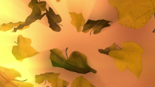 Autumm Leaves Falling Loop - Video HD - Download Motion Graphics ...